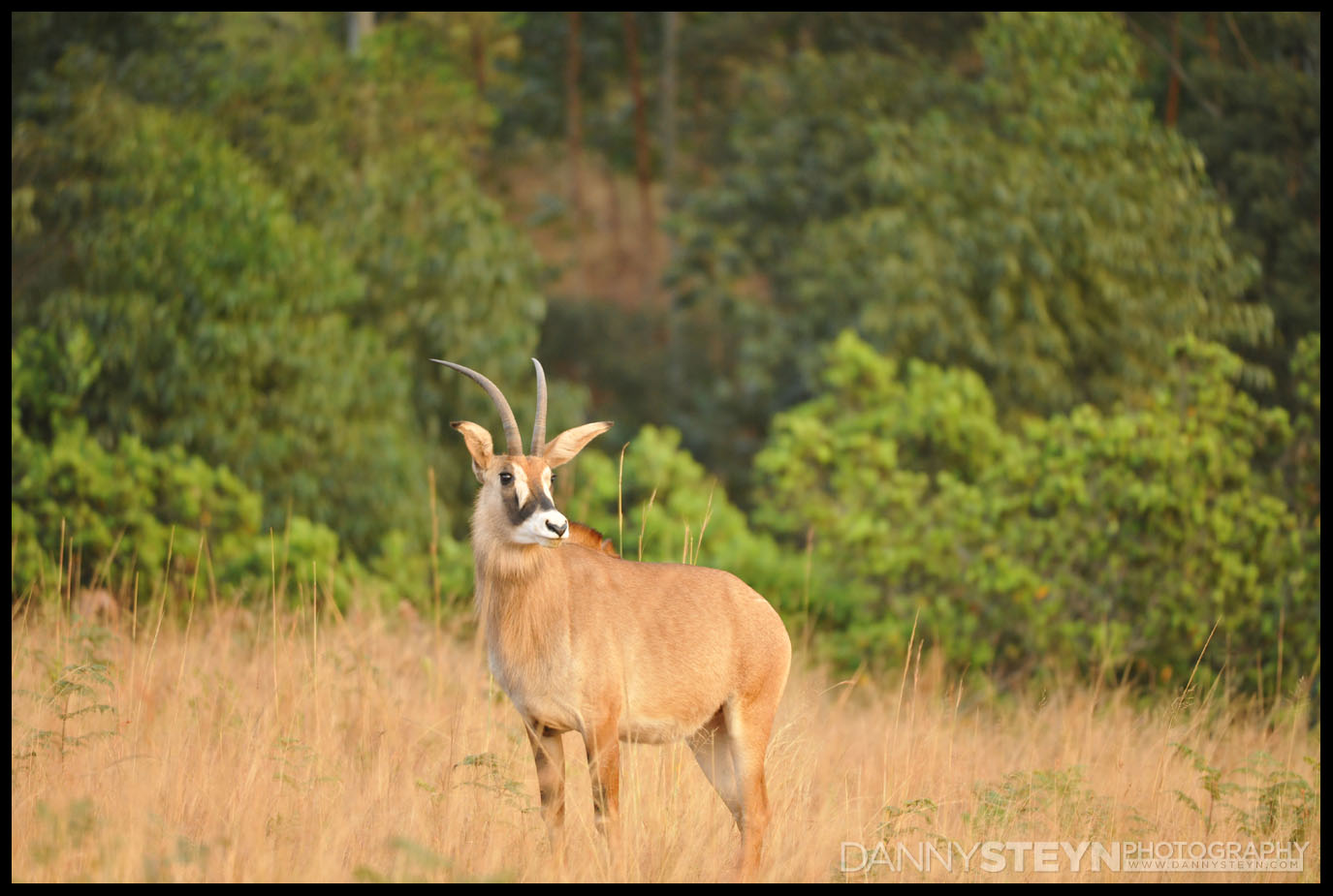 Wildlife Photography - An exercise in patience - Danny Steyn Studios ...