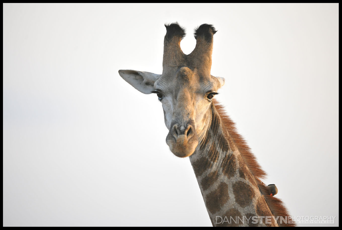 Wildlife Photography - An exercise in patience - Danny Steyn Studios ...