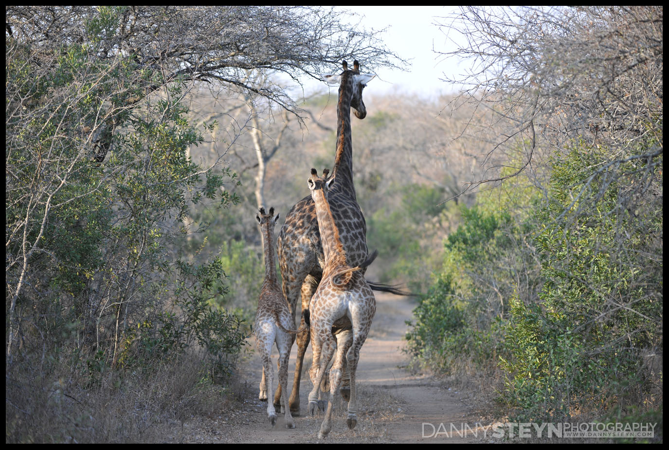 Wildlife Photography - An exercise in patience - Danny Steyn Studios ...